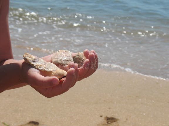 Child holding sea-shells stock photo. Image of fresh, mussel - 5836222