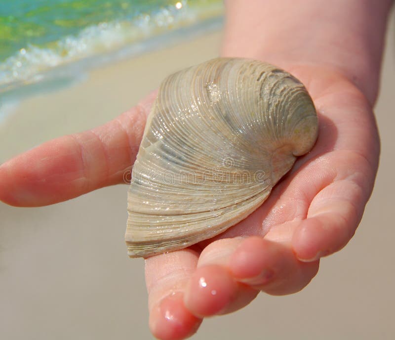 151,060 Seashell Stock Photos - Free & Royalty-Free Stock Photos from ...