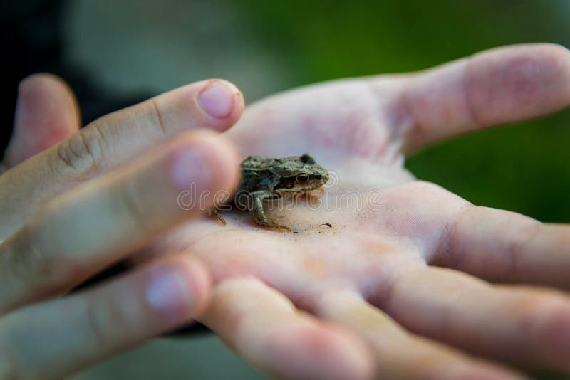 The Child is Holding a Small Frog in His Hands Stock Photo - Image of ...