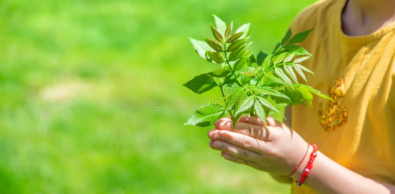 The Child is Holding a Tree in His Hands. Selective Focus Stock Image ...
