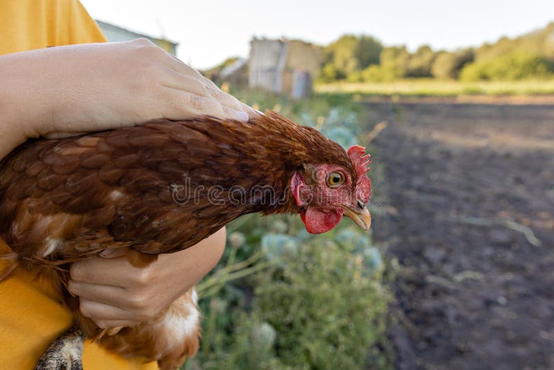 The Chicken is Sitting in the Hands of a Child. Farming and Subsistence ...