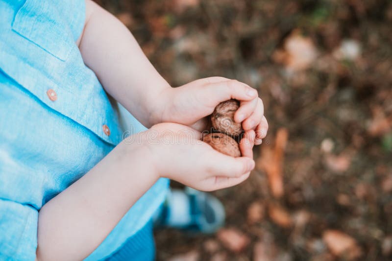 A Child Holds a Handful of Nuts in Their Hands Stock Photo - Image of ...