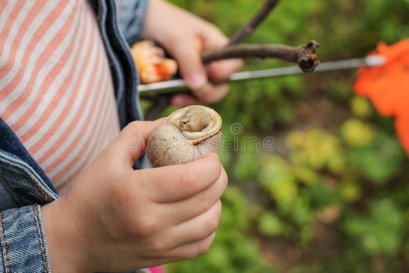 The Child Holds a Large Snail in His Hand. Little Explorer Stock Image ...