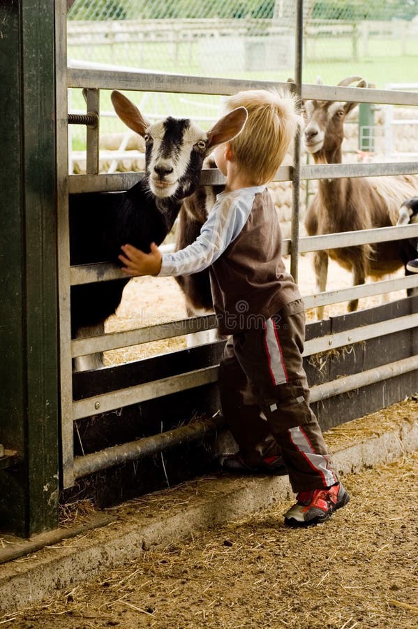 Child hugging a goat. stock photo. Image of farm, rural - 6472594