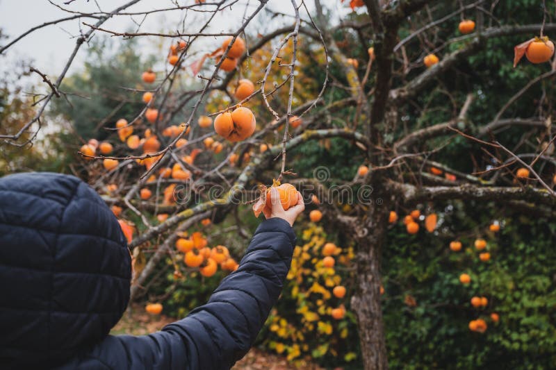Child in Jacket Picking Ripe Orange Persimmon Fruit from a Bare Autumn ...