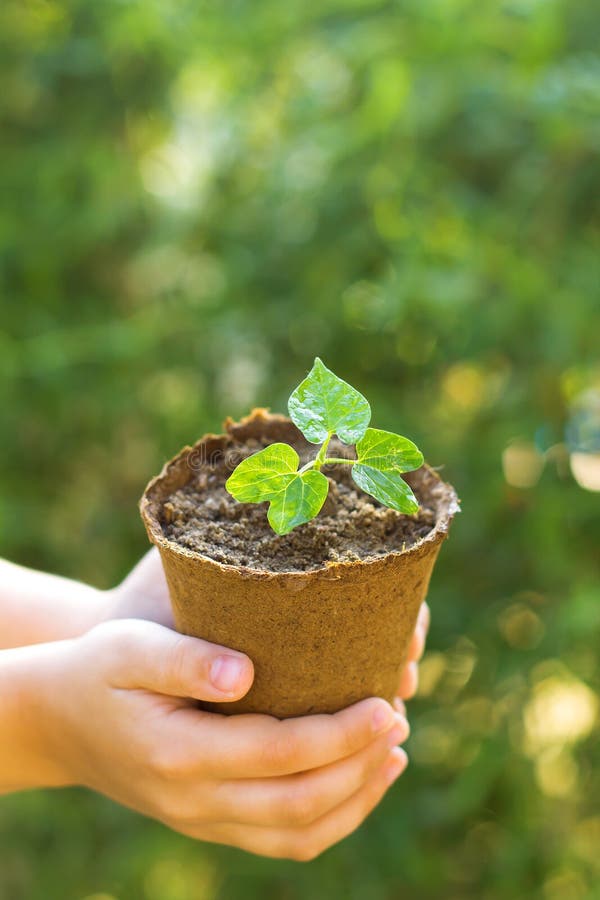 A small plant in a pot stock image. Image of tree, summer - 116995369