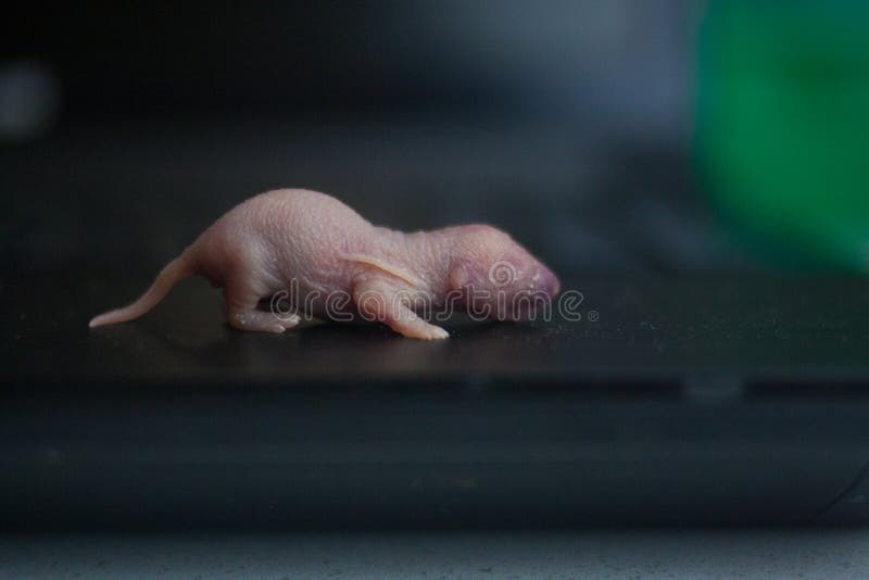 Child Labor Concept. Rat Child on a Computer Stock Image - Image of ...