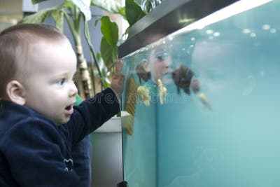 Child looking at fish stock image. Image of water, touching - 4225267