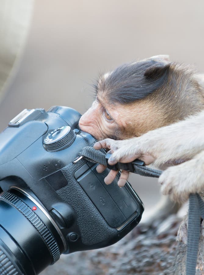Monkey bite Thailand stock image. Image of thai, tothailand - 63877391