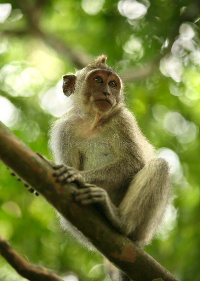 Child of monkeys stock image. Image of captivity, animal - 4533593