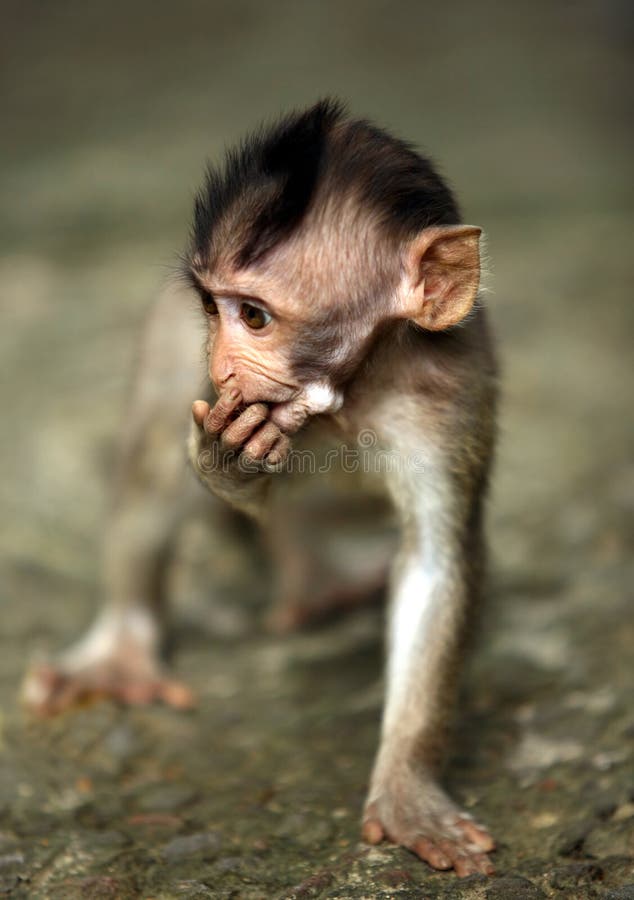Child of monkeys stock image. Image of thoughtful, monkey - 91261083