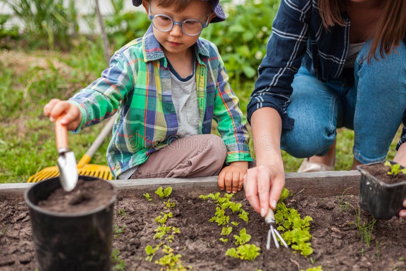 Child and Mother Gardening in Vegetable Garden in Backyard Stock Image ...