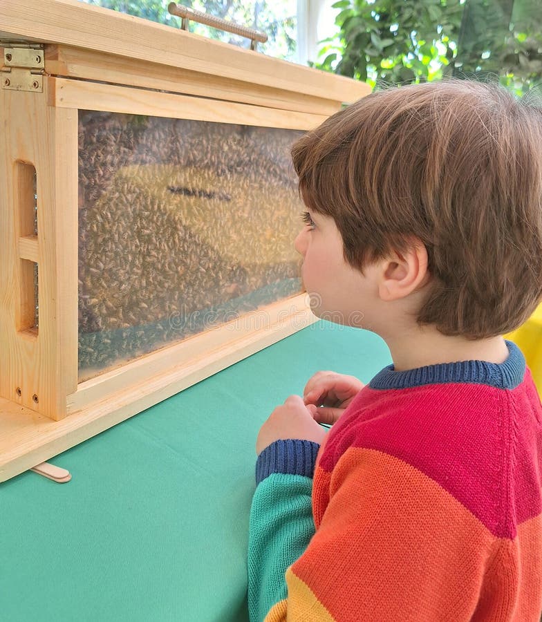 Child Observing Bees in Science Class Stock Photo - Image of looking ...