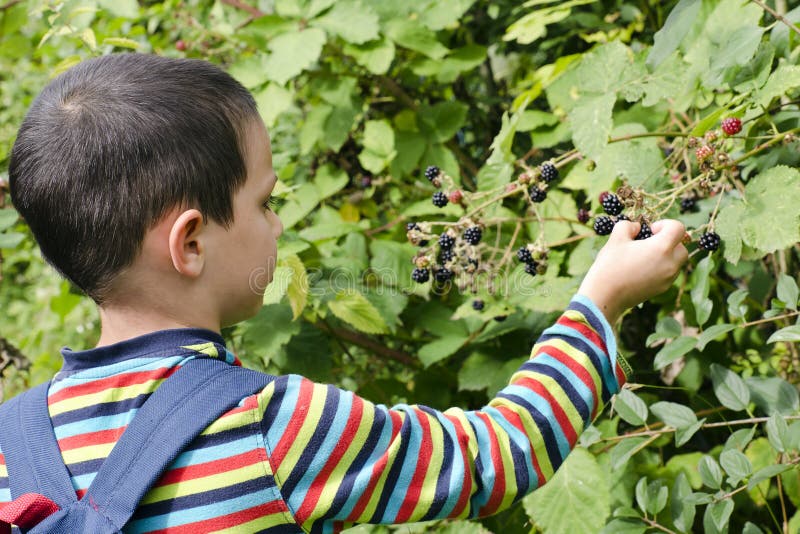 Child picking blackberries stock photo. Image of hedge - 48840770
