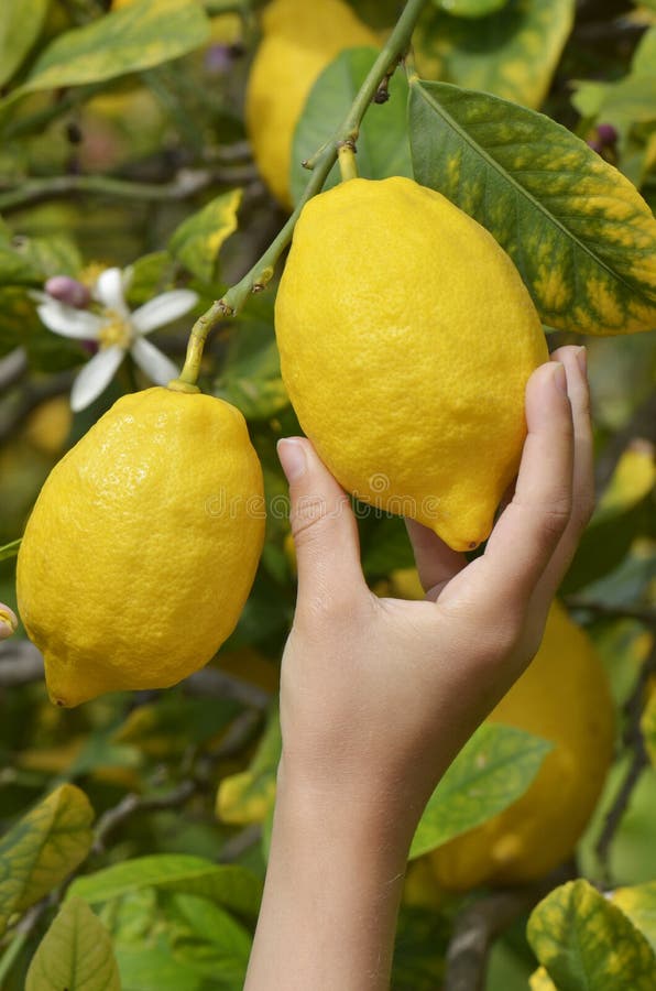 Child picking flowrs stock image. Image of clouds, beauty - 5898349