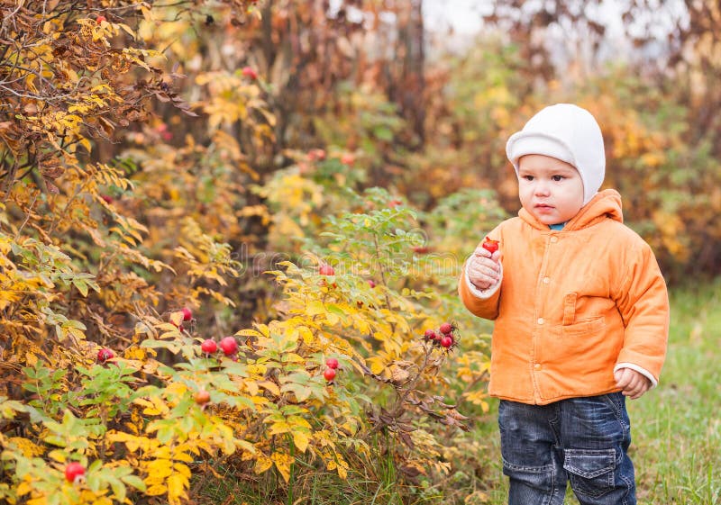 Child Picking Rose Hips from a Bush Stock Photo - Image of portrait ...