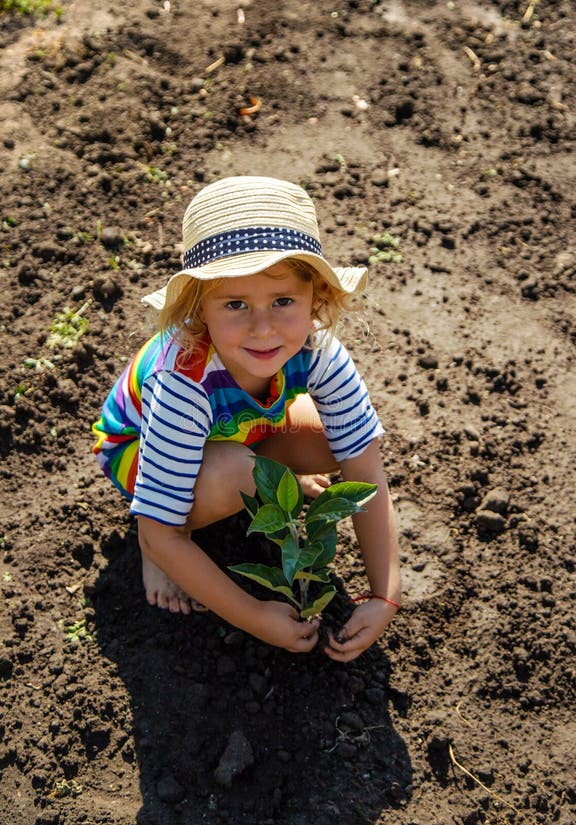 Child Planting a Tree. Selective Focus Stock Image - Image of tree ...
