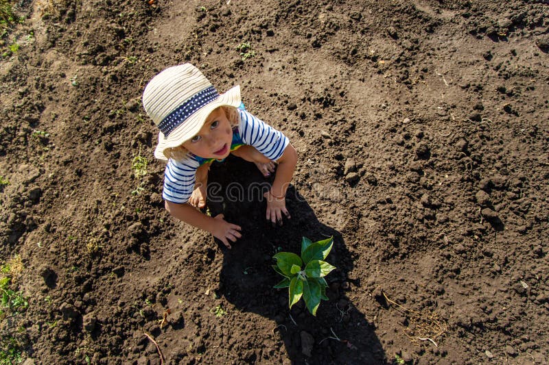 Child Planting a Tree. Selective Focus Stock Image - Image of sapling ...
