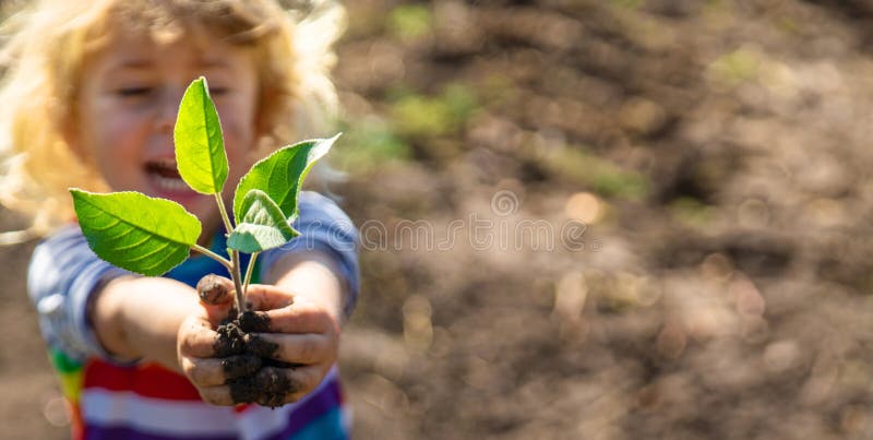 Child Planting a Tree. Selective Focus Stock Photo - Image of child ...