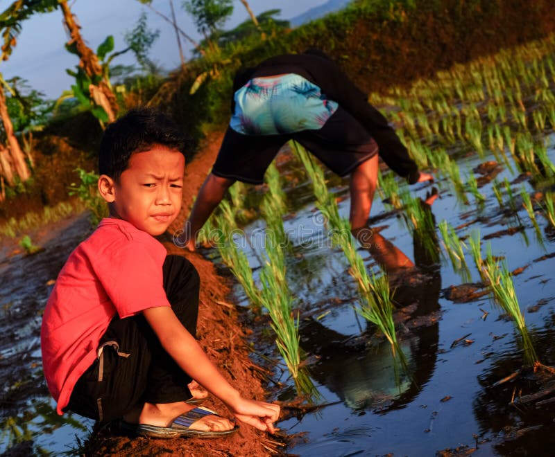 A child playing in fields stock image. Image of nature - 216379163