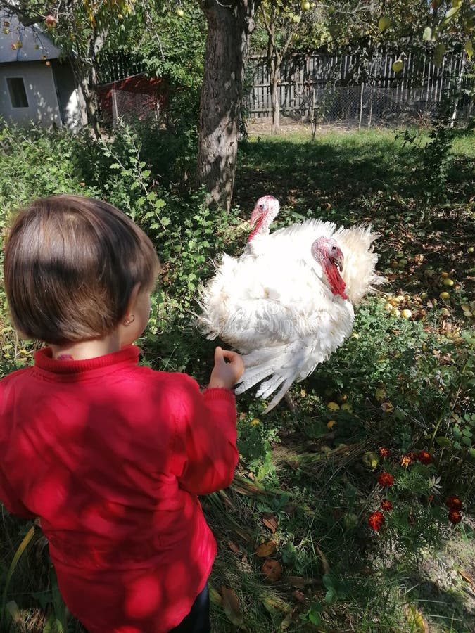 Child Playing with Turkeys in the Grandparent& X27;s Yard Stock Photo ...