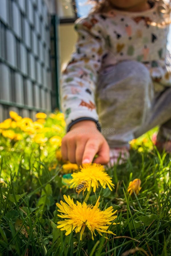 Child Pointing at Bee on Flower. Low Angle Shoot Stock Photo - Image of ...