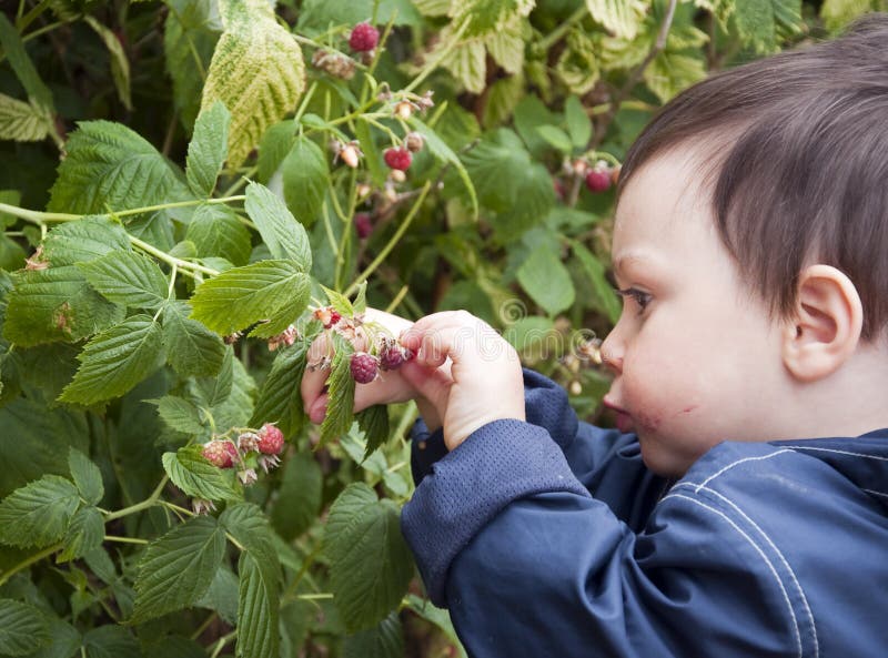 Child with raspberries stock image. Image of girl, berry - 16581839