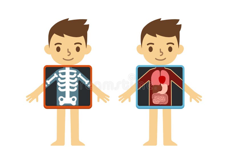 Male Anatomy Diagram For Kids
