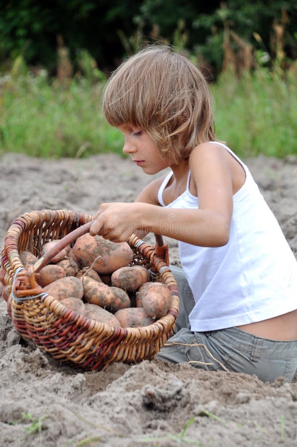 Child Reaping Potatoes in the Field Stock Image - Image of outdoor ...
