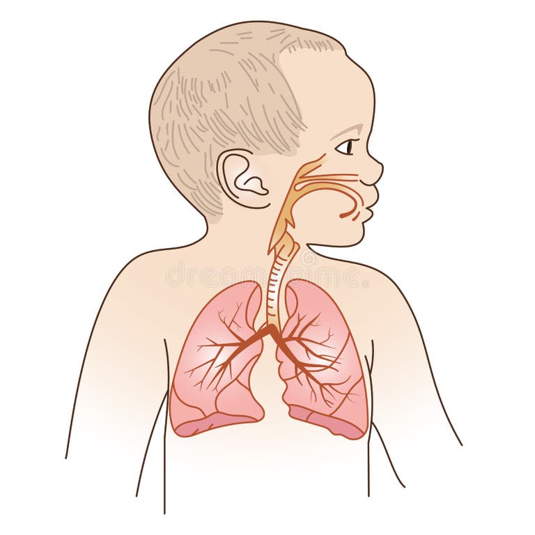 Child Respiratory Scheme stock vector. Illustration of diagram - 61247459