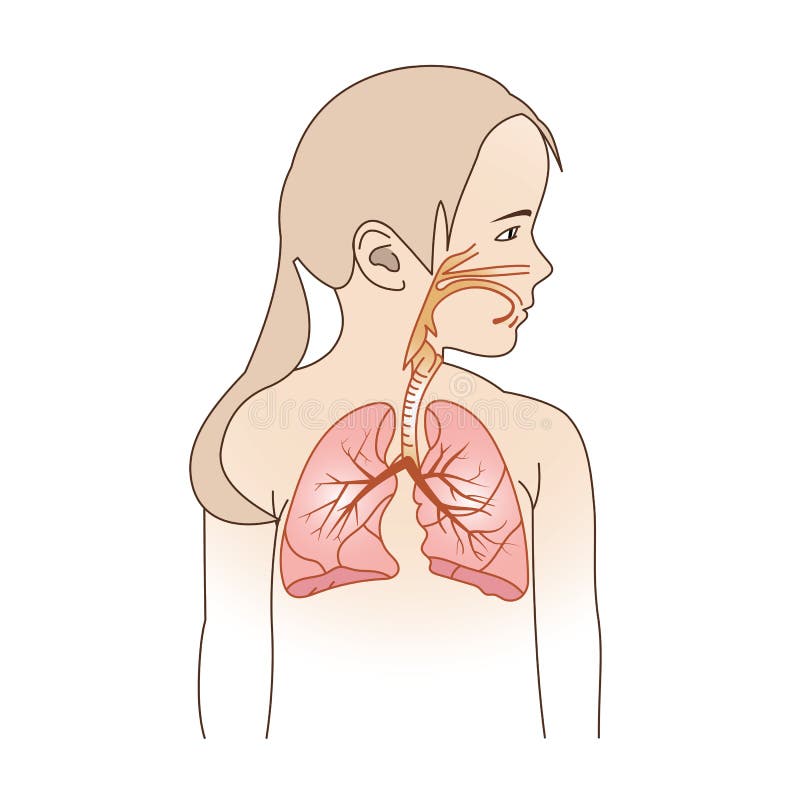 Child Respiratory Scheme stock vector. Illustration of diagram - 61247459