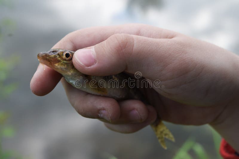 Child`s Hand Holding a Small Fish, Closeup. Stock Photo - Image of ...
