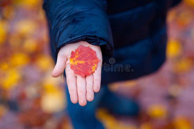 Child S Hand Holding a Leaf of the Tree in the Fall Stock Photo - Image ...