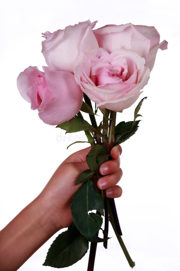 Child S Hand Holding Pink Roses Stock Image - Image of handful, stem ...