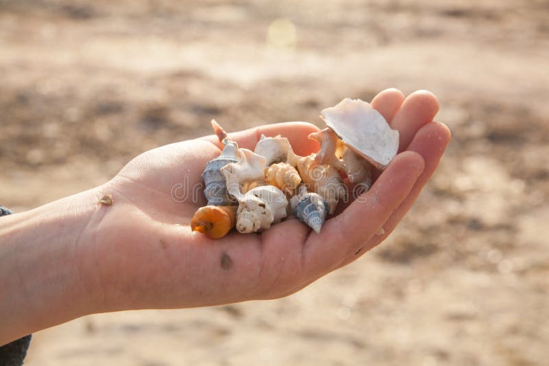Child`s Hand Holding Seashells Stock Image - Image of aquatic, marine ...