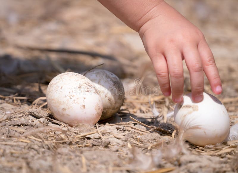 Child S Hand Picking Egg on the Ground Stock Image - Image of closeup ...