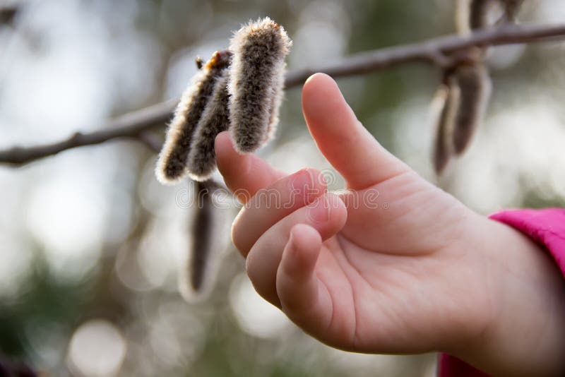 Child`s Hand Touches a Willow Buds. Stock Photo - Image of finger ...