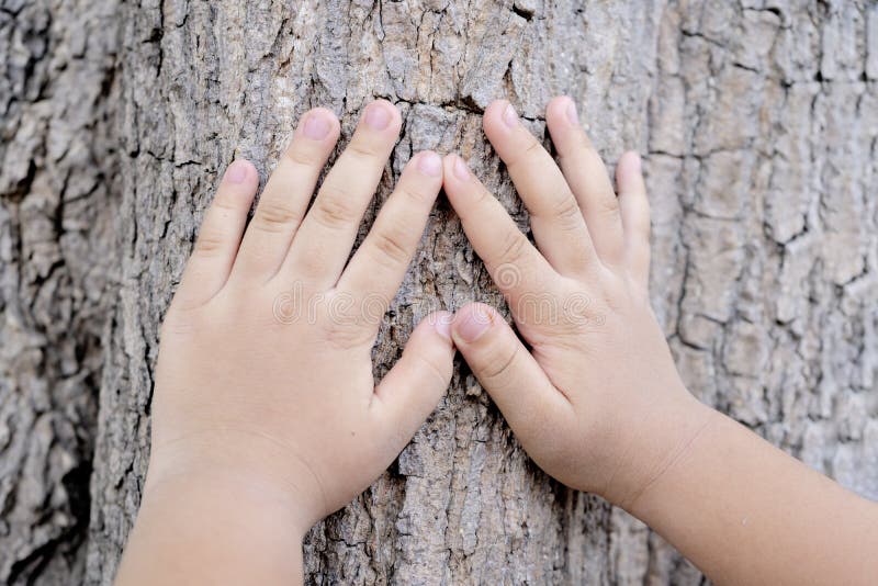 The Child`s Hand is Touching the Tree Stock Image - Image of forest ...