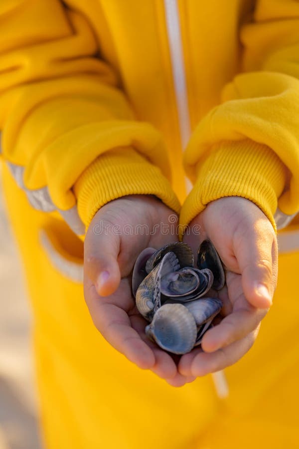 Child S Hands Close-up. the Child Holds Seashells Collected on the ...