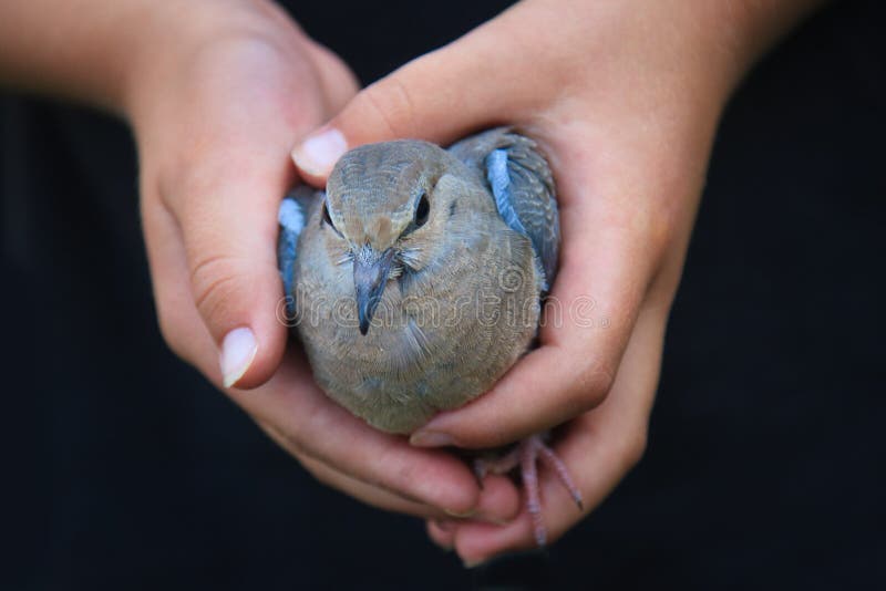 Child holding bird stock photo. Image of youngster, outside - 15471088
