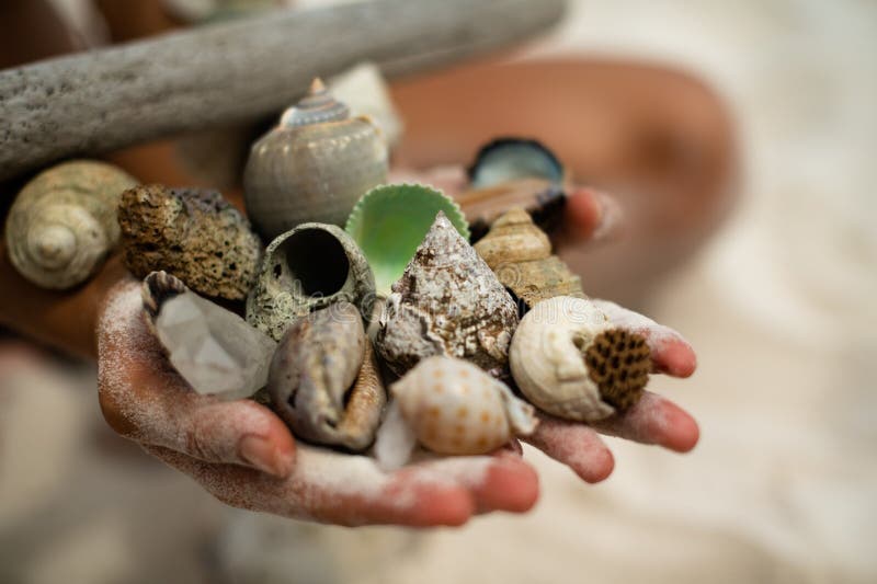 A Child S Hands are Holding Shells on a Beach Stock Image - Image of ...
