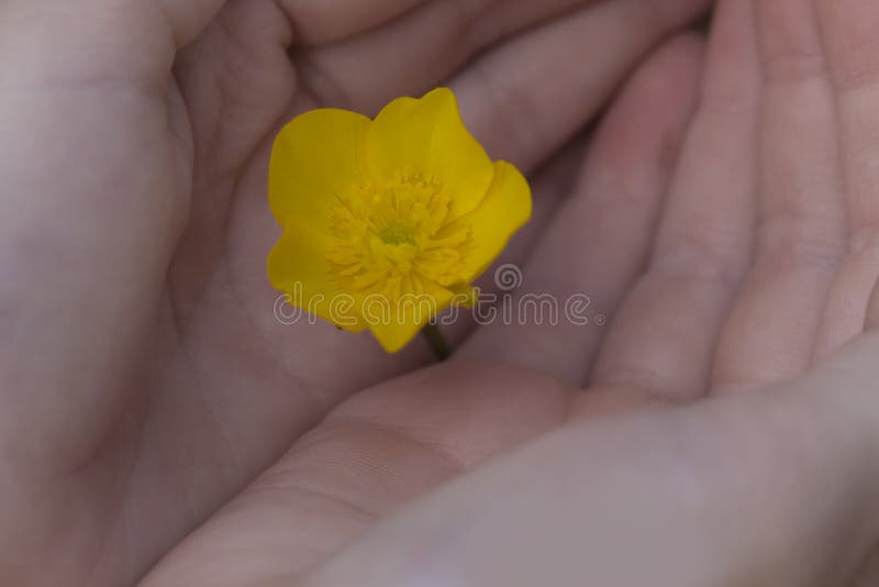 Child`s Hands Holding Small Yellow Flower Stock Photo - Image of floral ...
