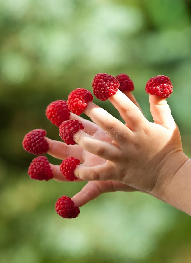 Child S Hands with Raspberries Stock Image - Image of little, outdoors ...