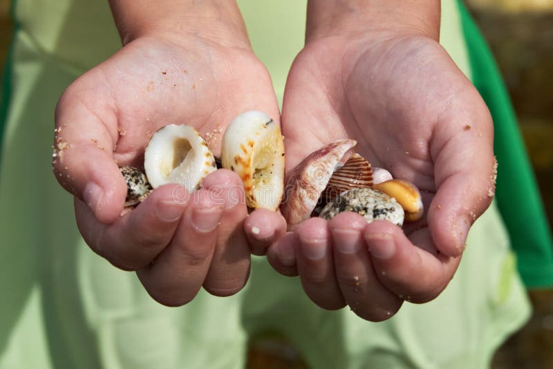 Child`s Hands with Seashells Stock Photo - Image of collecting, holding ...