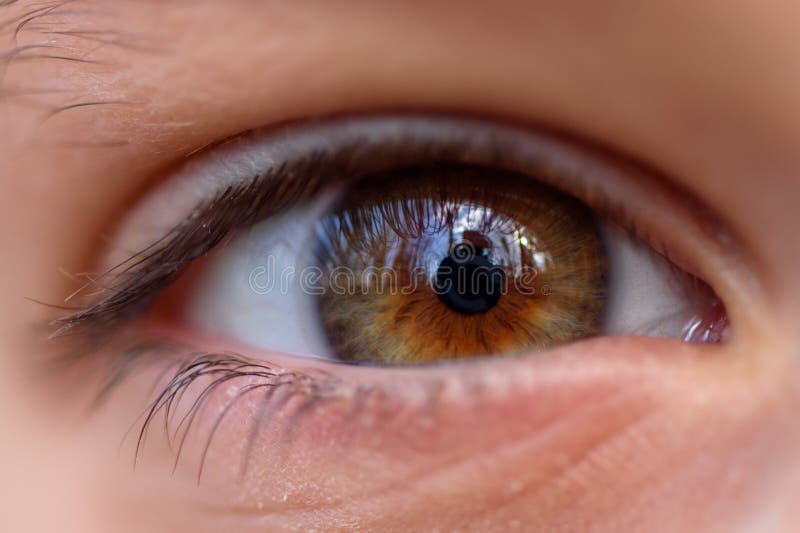 Child S Human Eye. Macro Brown Eye Stock Image - Image of body, healthy ...