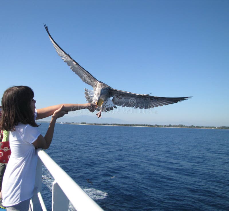 Child and seagull stock image. Image of friendly, bird - 30720071