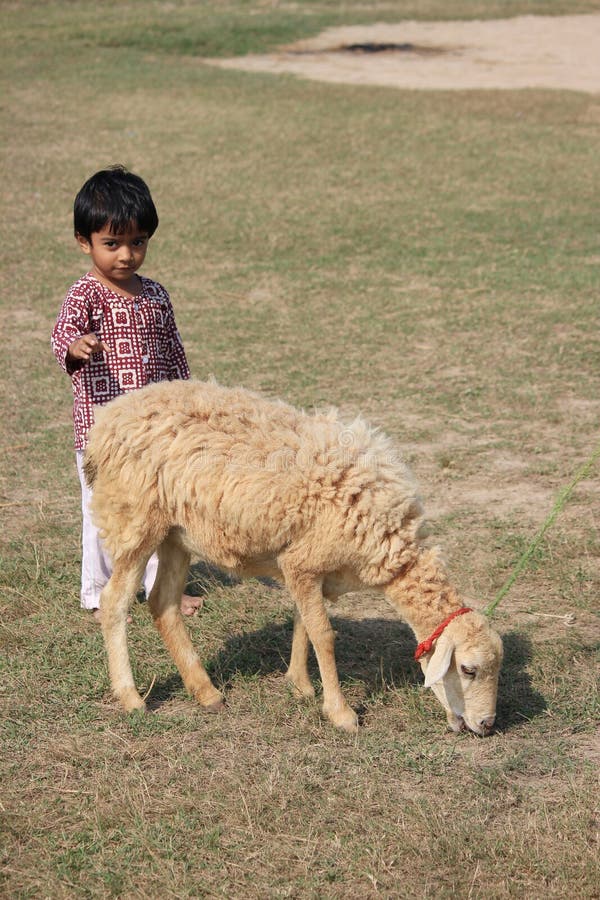 Child and Sheep is in the Field. Stock Image - Image of baby, black ...