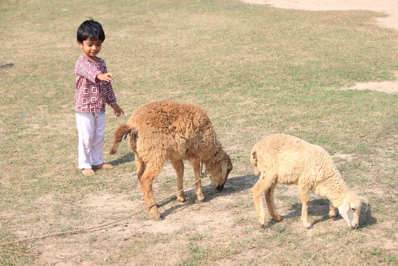 Child and Sheep is in the Filed. Stock Image - Image of innocent, grass ...