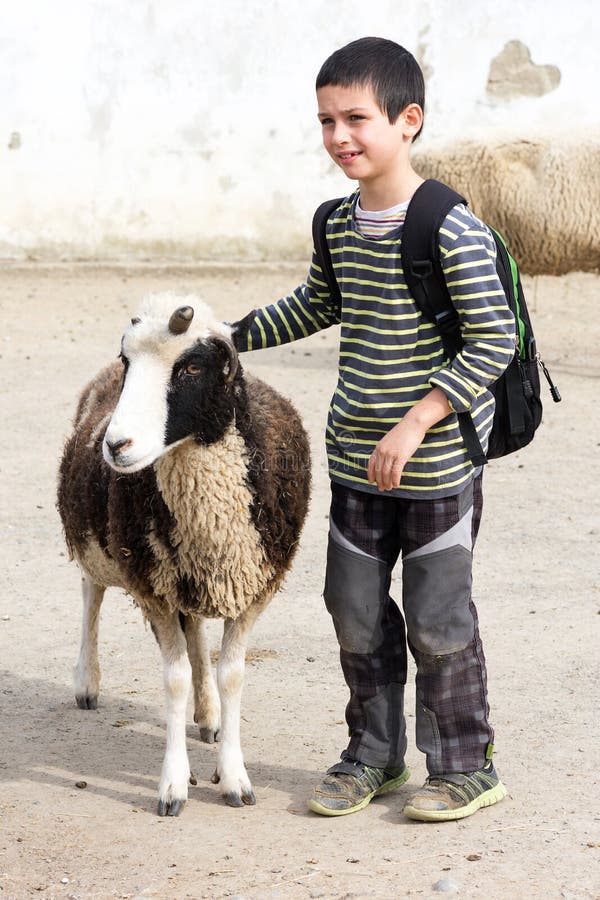 Child and sheep stock image. Image of childhood, care - 80566537