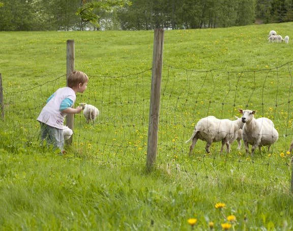 Child sheep watching stock image. Image of domestic, female - 19692387
